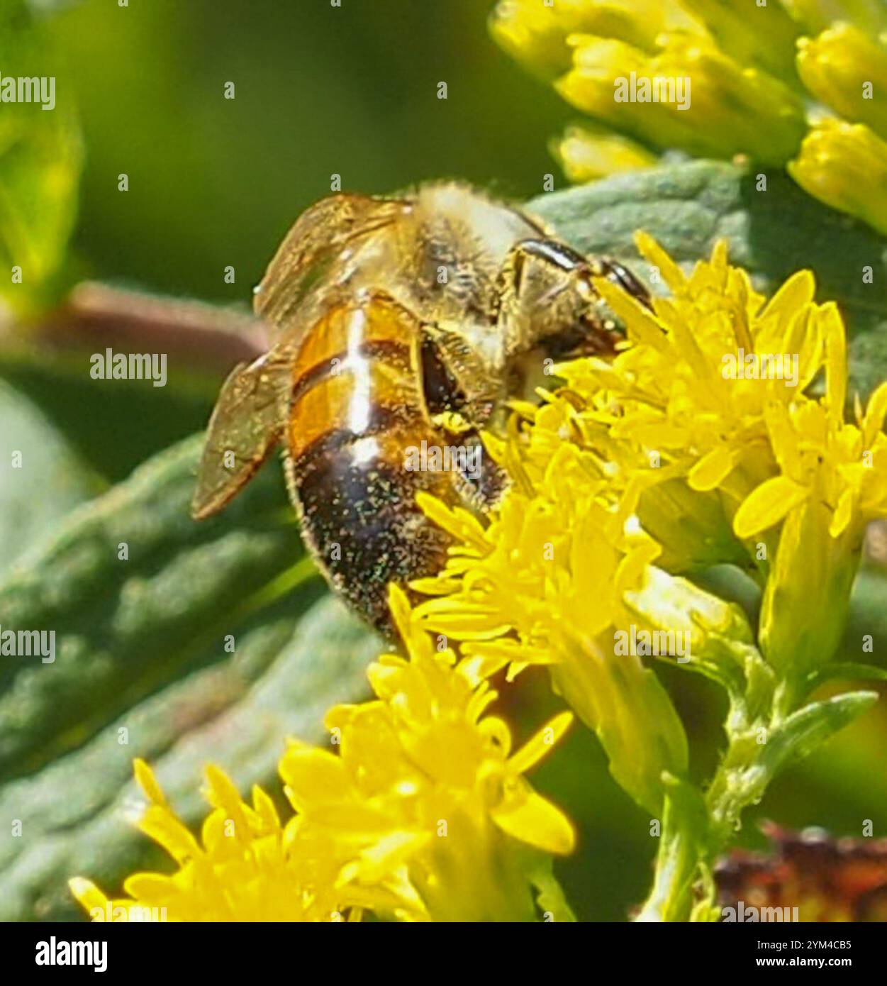 Western Honey Bee (Apis mellifera Stock Photo - Alamy