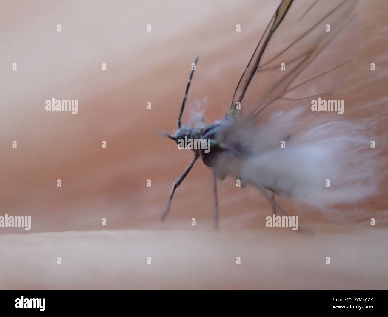 Woolly Aphids (Prociphilus Stock Photo - Alamy