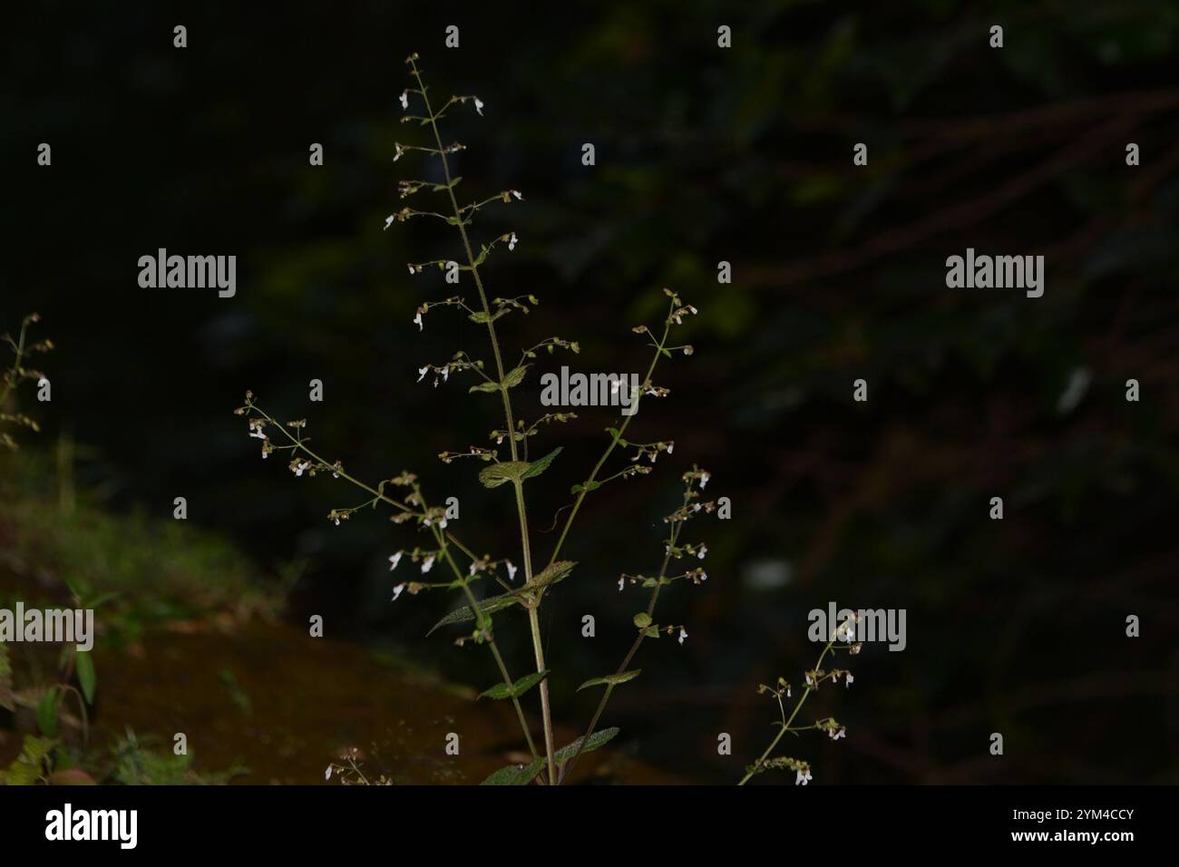 Isodon hi-res stock photography and images - Alamy
