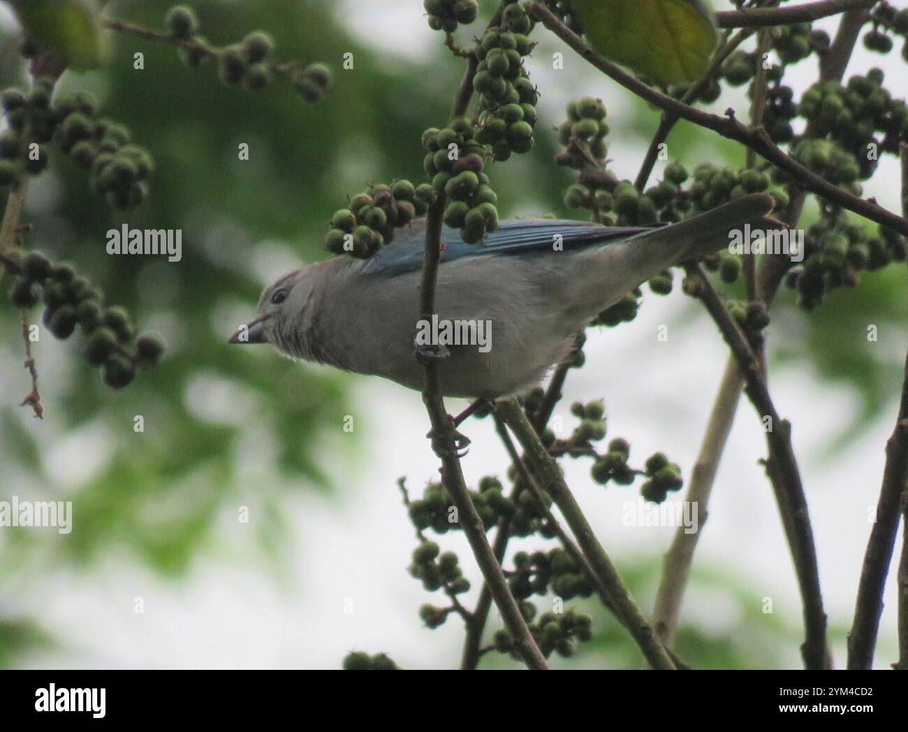Sayaca Tanager (Thraupis sayaca Stock Photo - Alamy