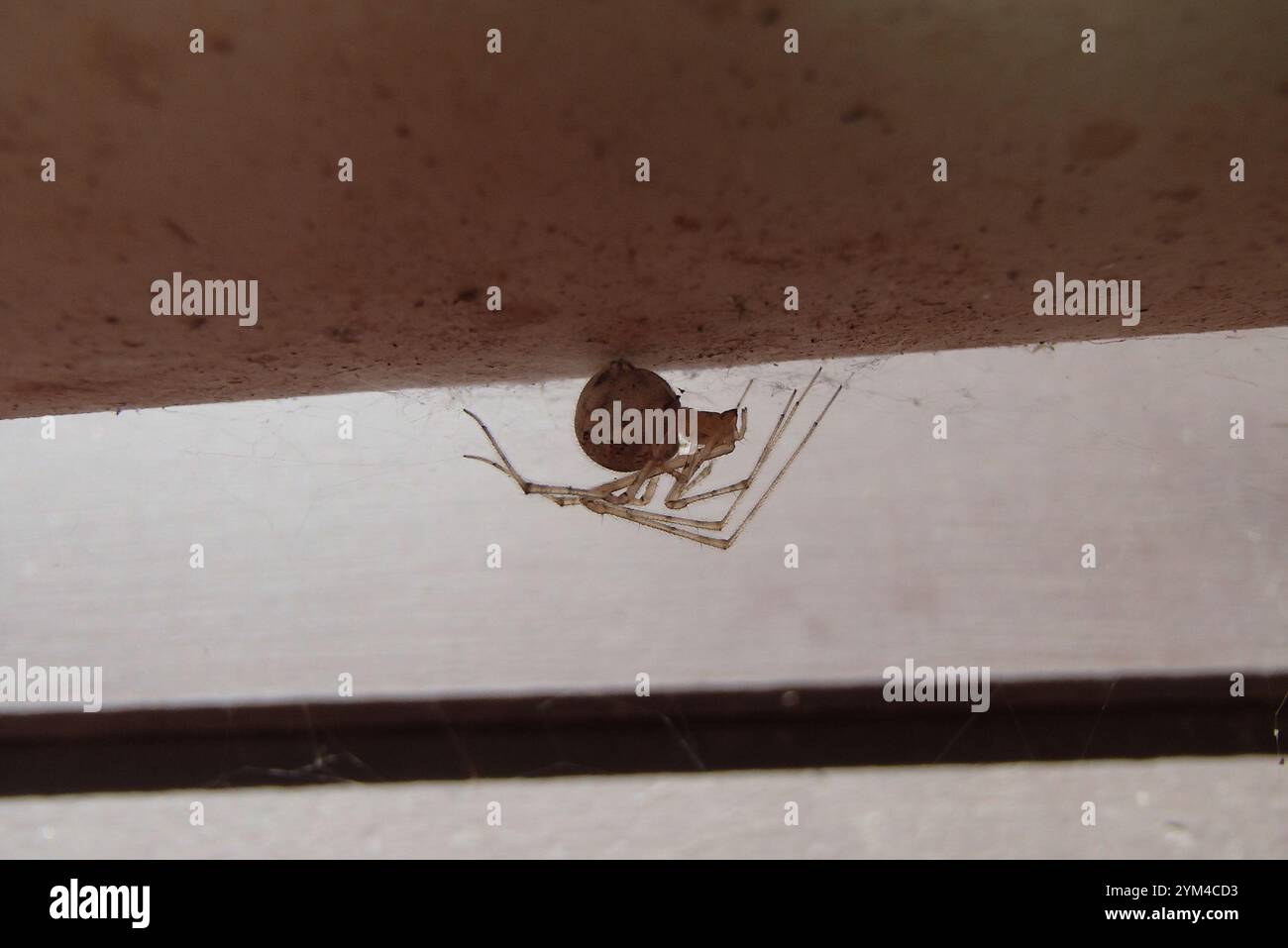 White porch spider (Cryptachaea gigantipes Stock Photo - Alamy