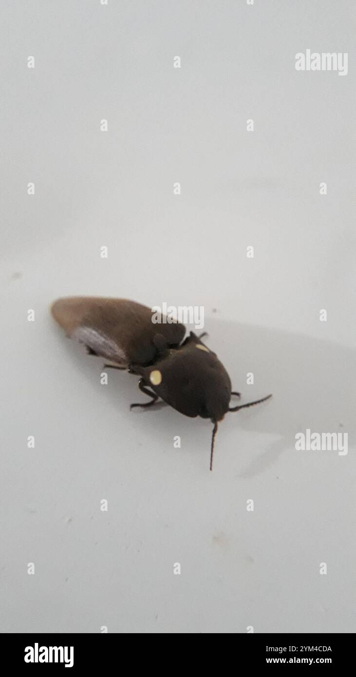 Fire Click Beetles (Pyrophorus Stock Photo - Alamy