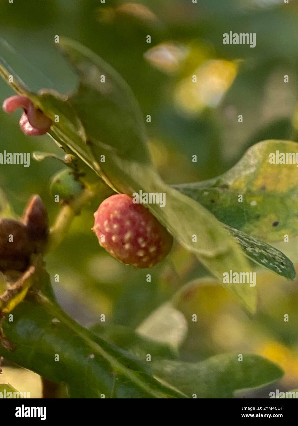 Striped Pea Gall Wasp (Cynips longiventris Stock Photo - Alamy