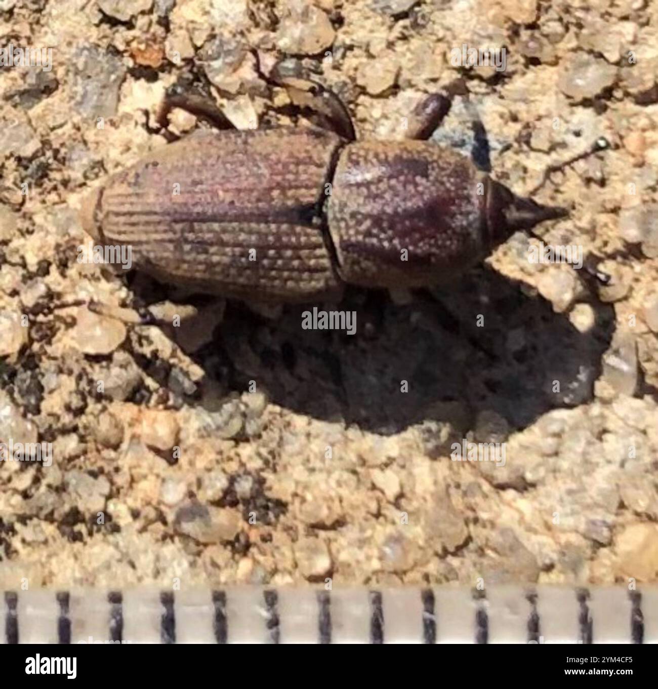 Hunting Billbug (Sphenophorus venatus Stock Photo - Alamy