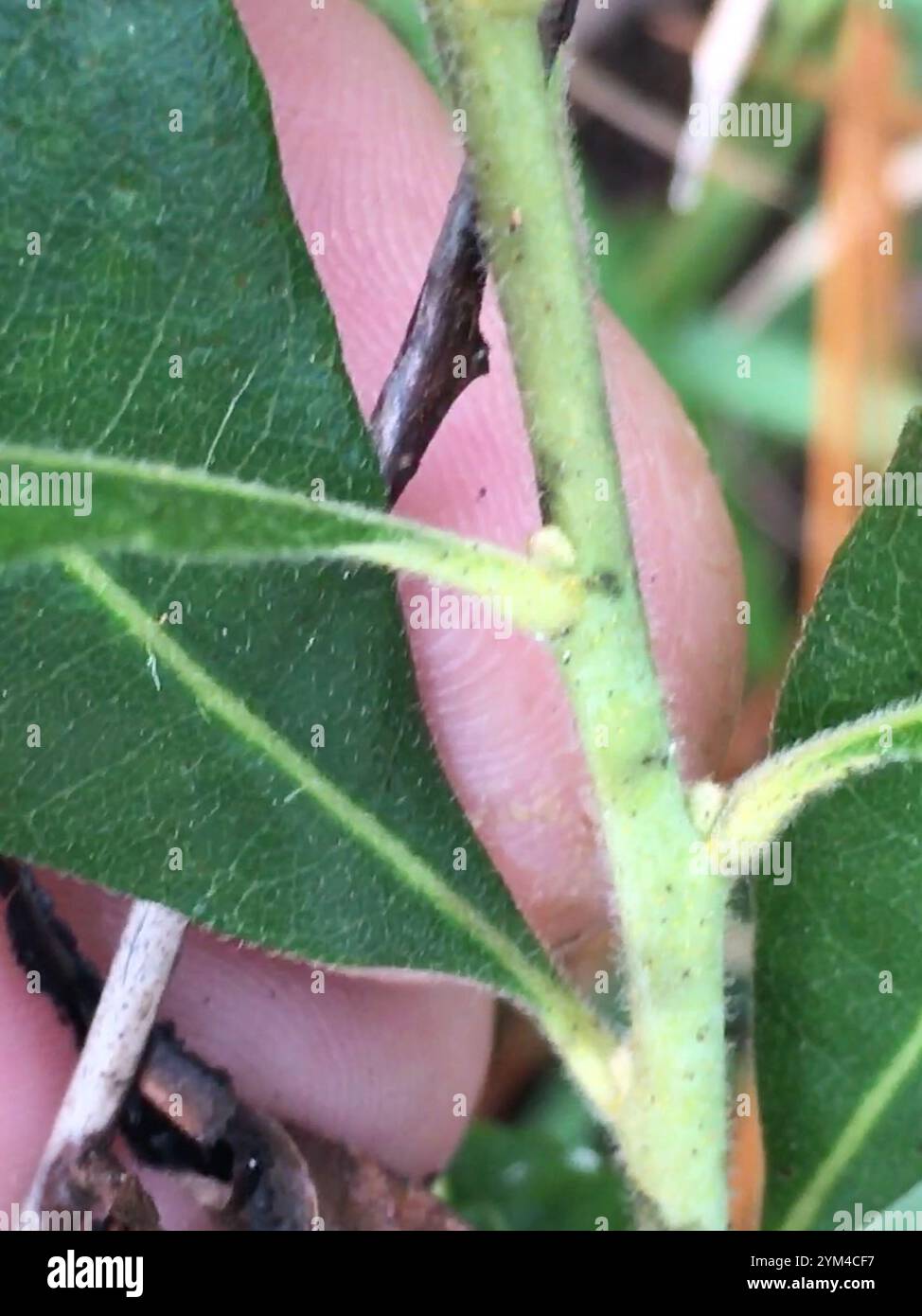southern bayberry (Morella caroliniensis Stock Photo - Alamy