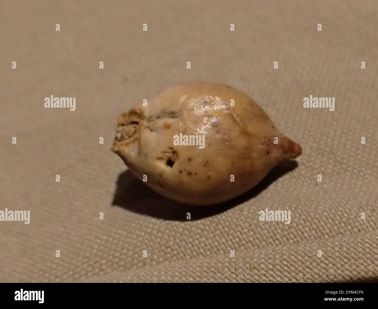 Bullet-Gall Wasp (Heteroecus malus Stock Photo - Alamy