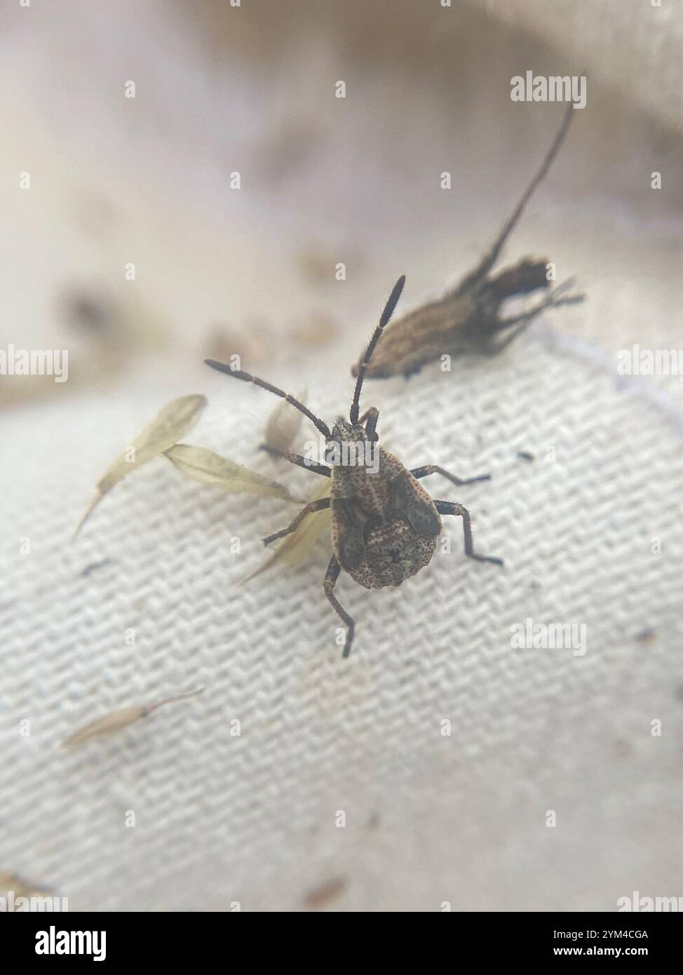 True Bugs (Heteroptera Stock Photo - Alamy