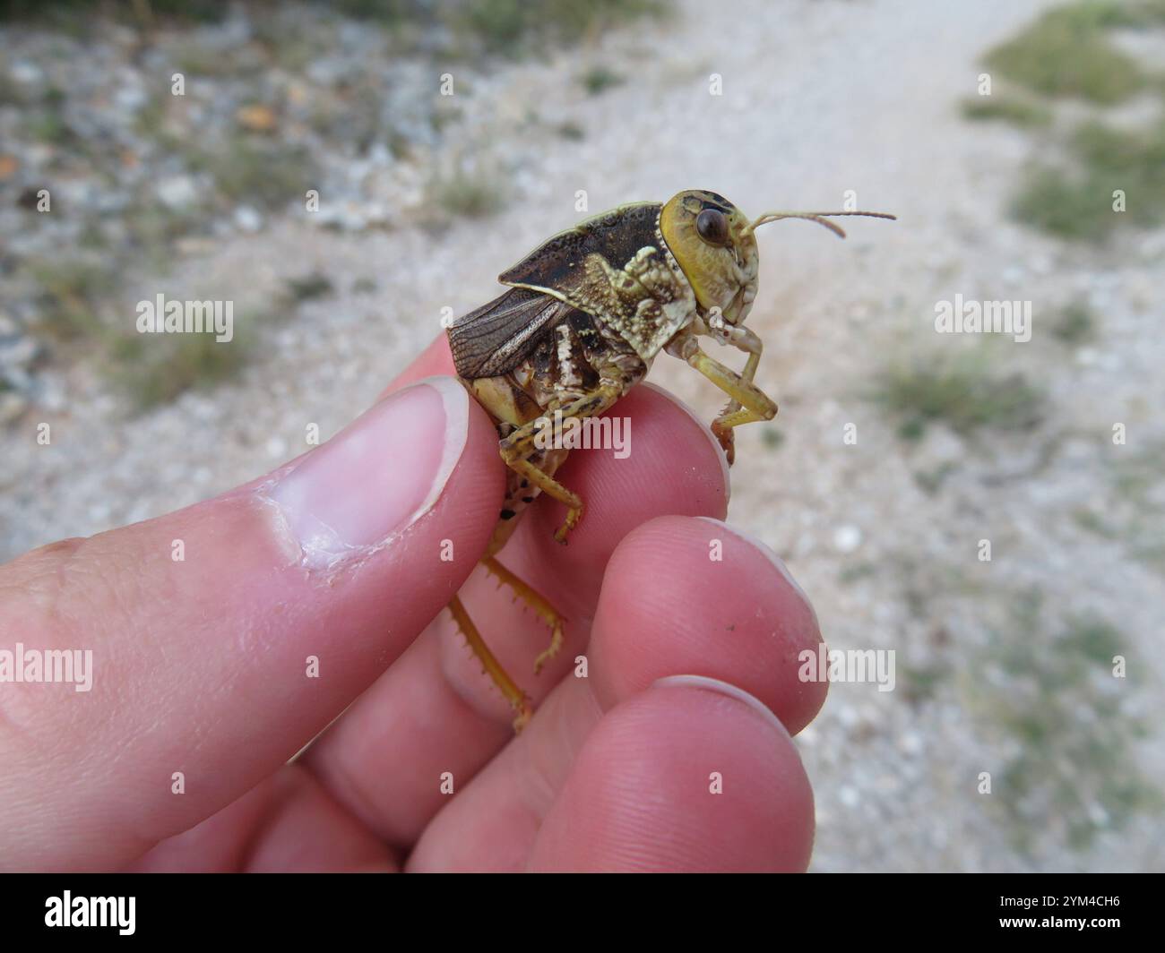 European Giant Steppe Grasshopper (Prionotropis hystrix Stock Photo - Alamy