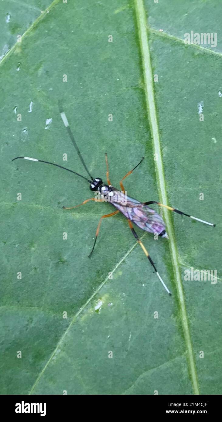 Lemon Tree Borer Parasitoid Wasp (Xanthocryptus novozealandicus Stock ...