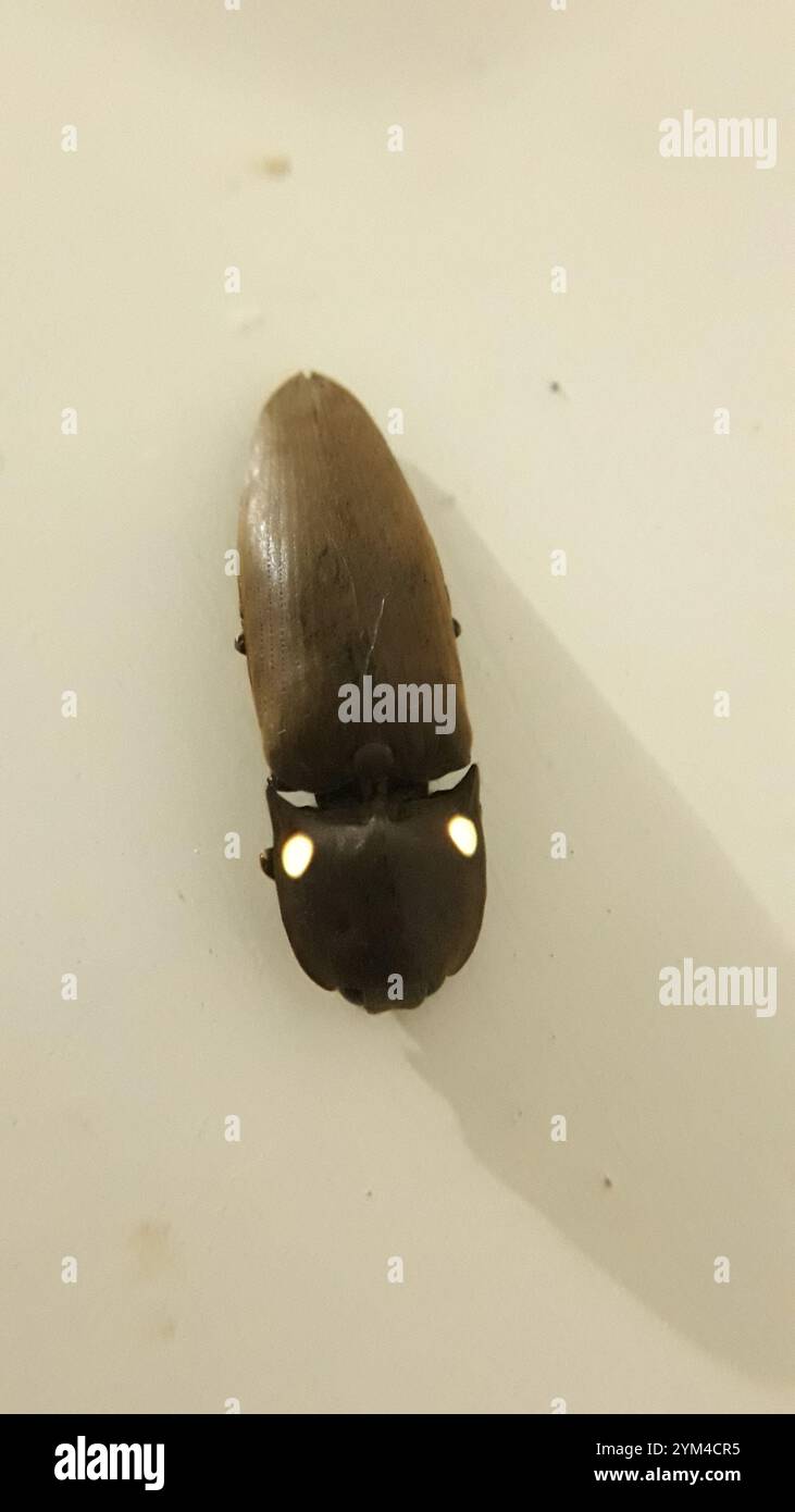 Fire Click Beetles (Pyrophorus Stock Photo - Alamy