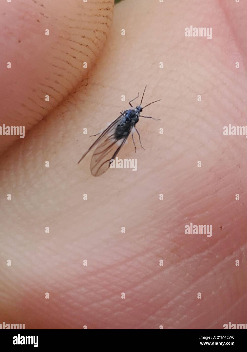 Prociphilus hi-res stock photography and images - Alamy