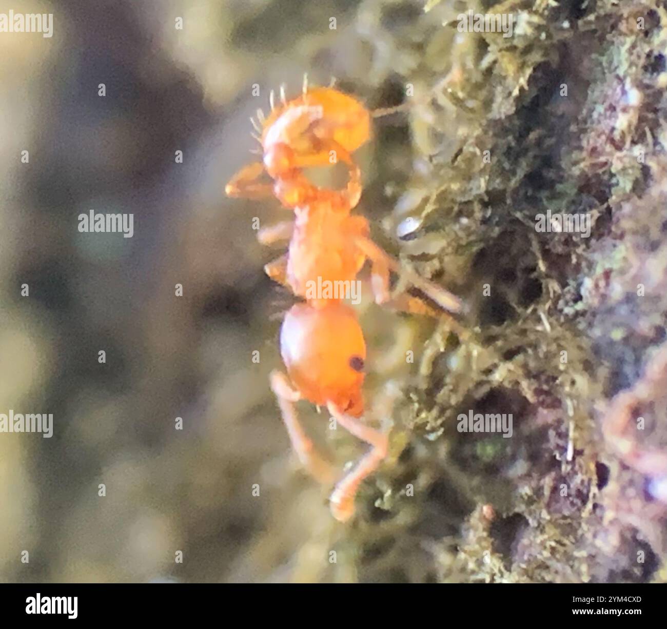 Little Fire Ant (Wasmannia auropunctata Stock Photo - Alamy