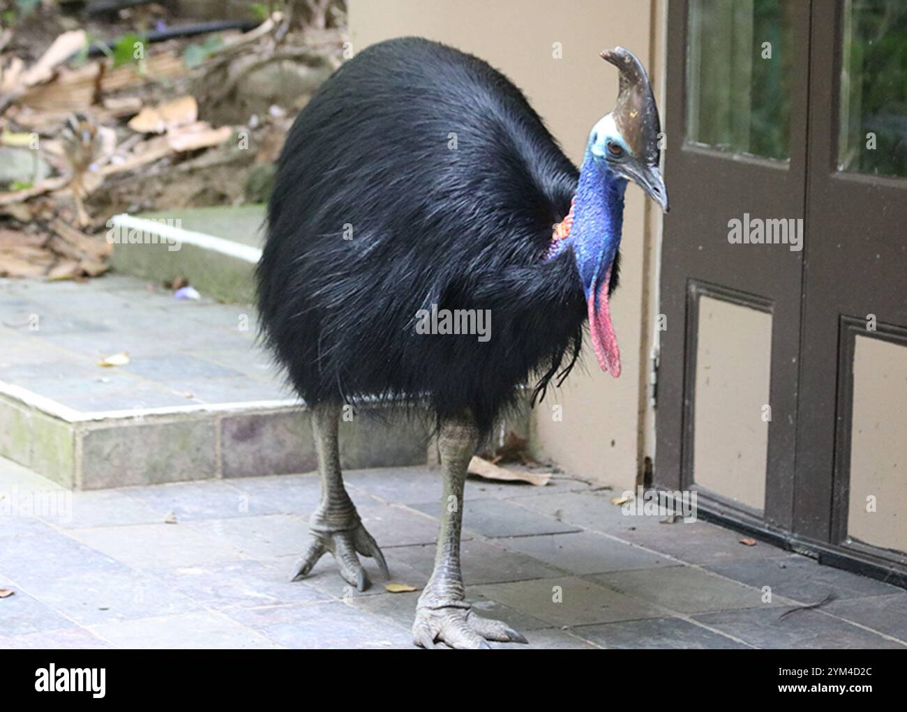 Southern Cassowary (Casuarius casuarius Stock Photo - Alamy