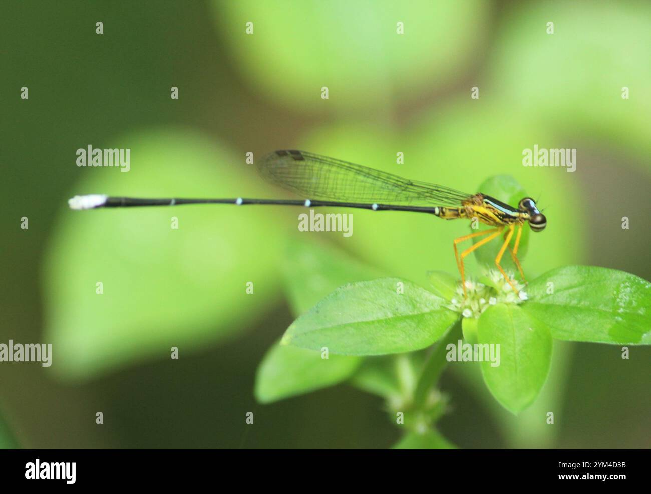 Blue Bush Dart (Copera vittata Stock Photo - Alamy