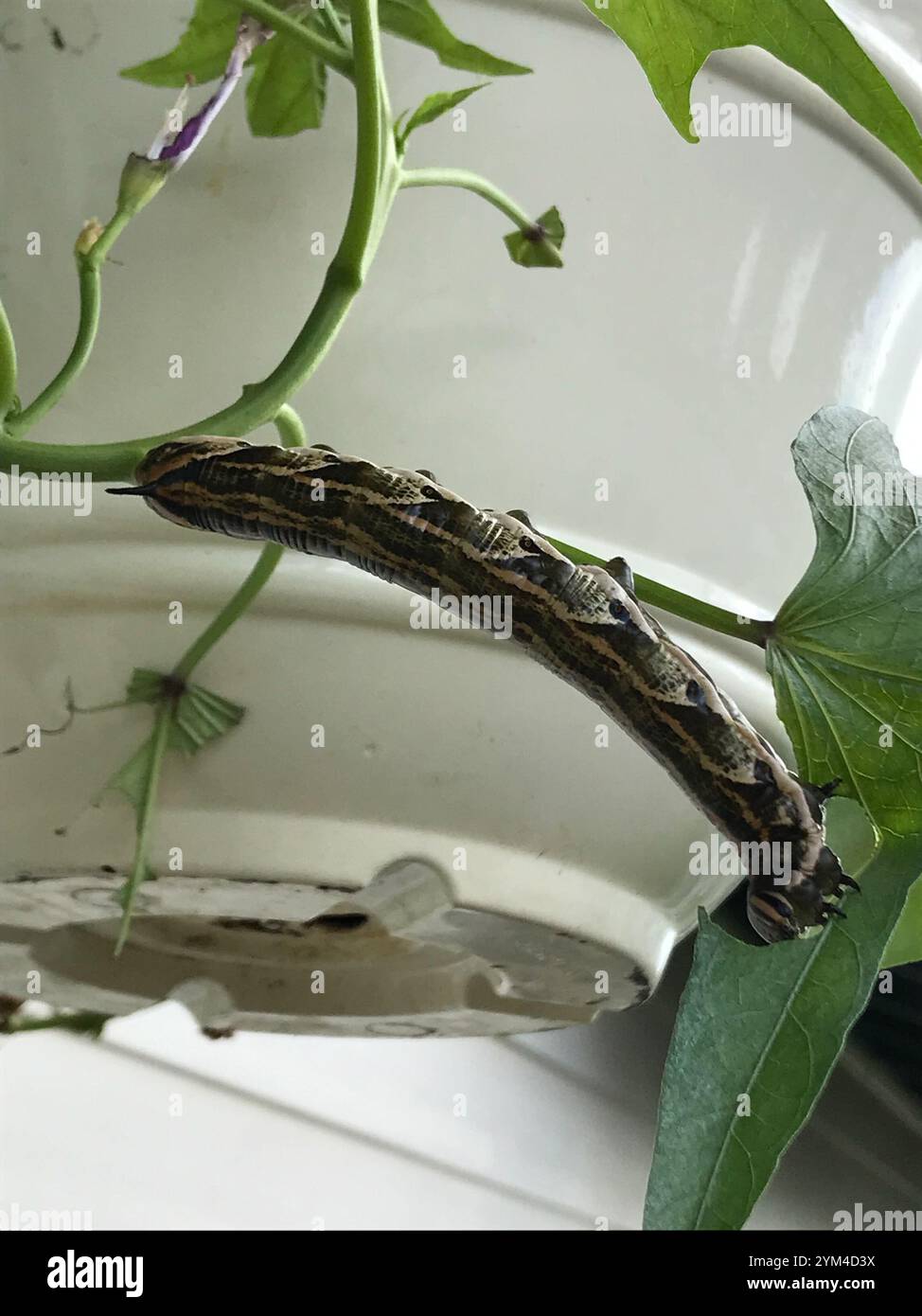 Pink-spotted Hawkmoth (Agrius cingulata Stock Photo - Alamy