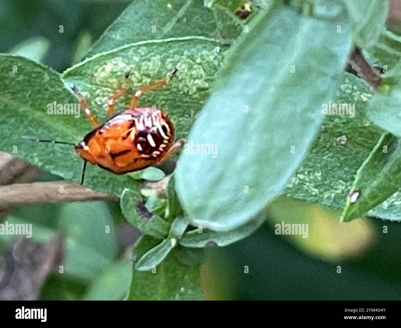 Podisus maculiventris hi-res stock photography and images - Alamy