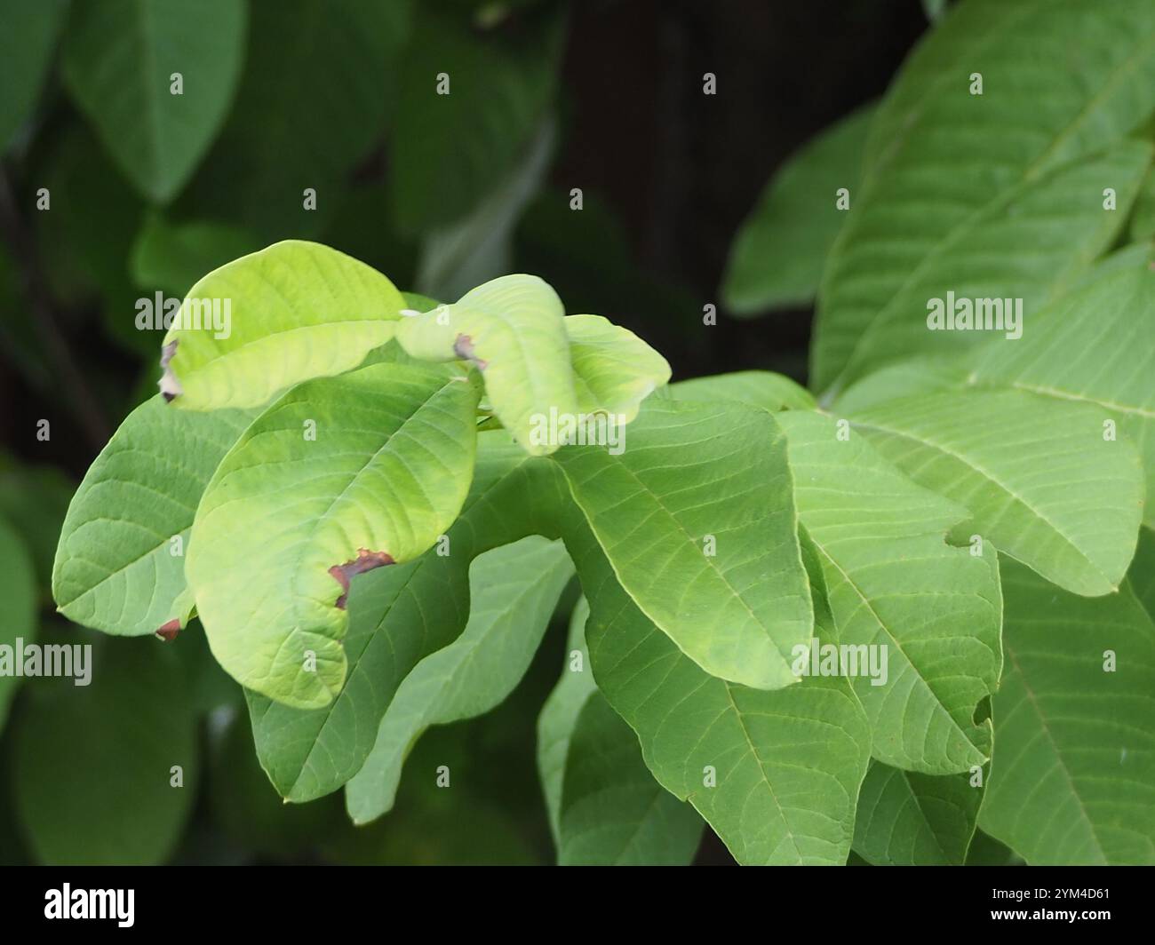Common guava (Psidium guajava Stock Photo - Alamy