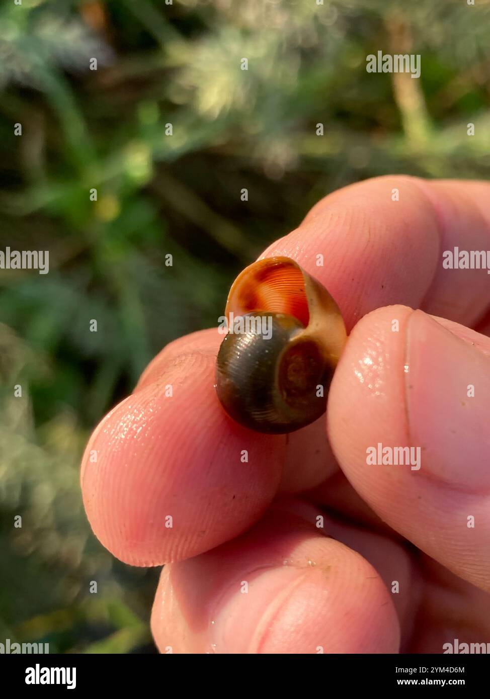 Marsh Ramshorn (Planorbella trivolvis Stock Photo - Alamy