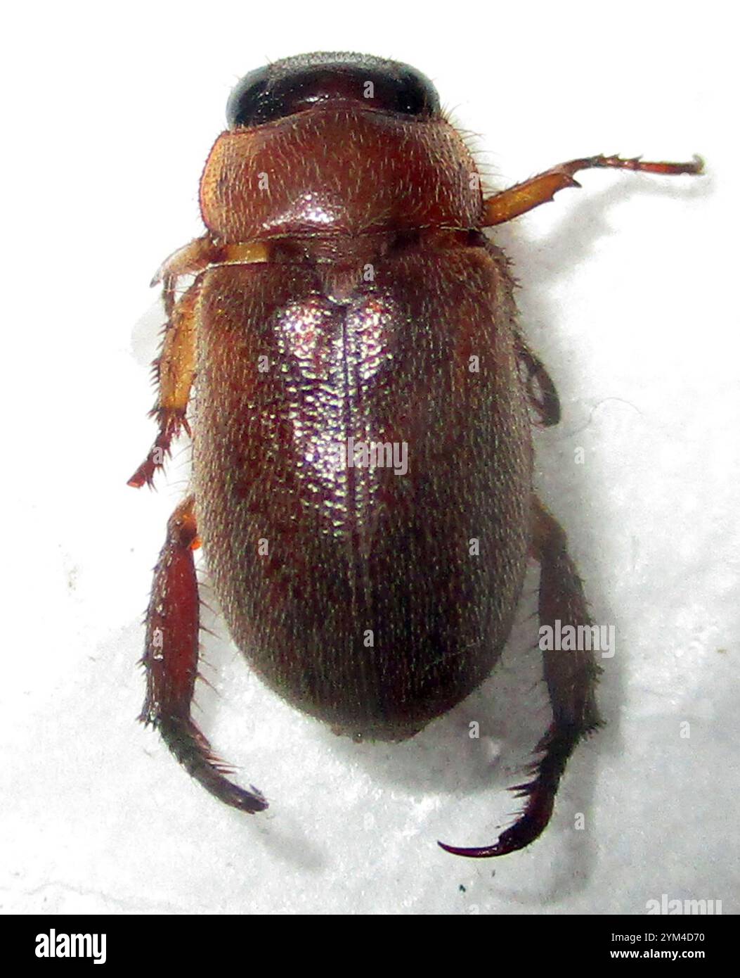 Shining Leaf Chafers (Rutelinae Stock Photo - Alamy