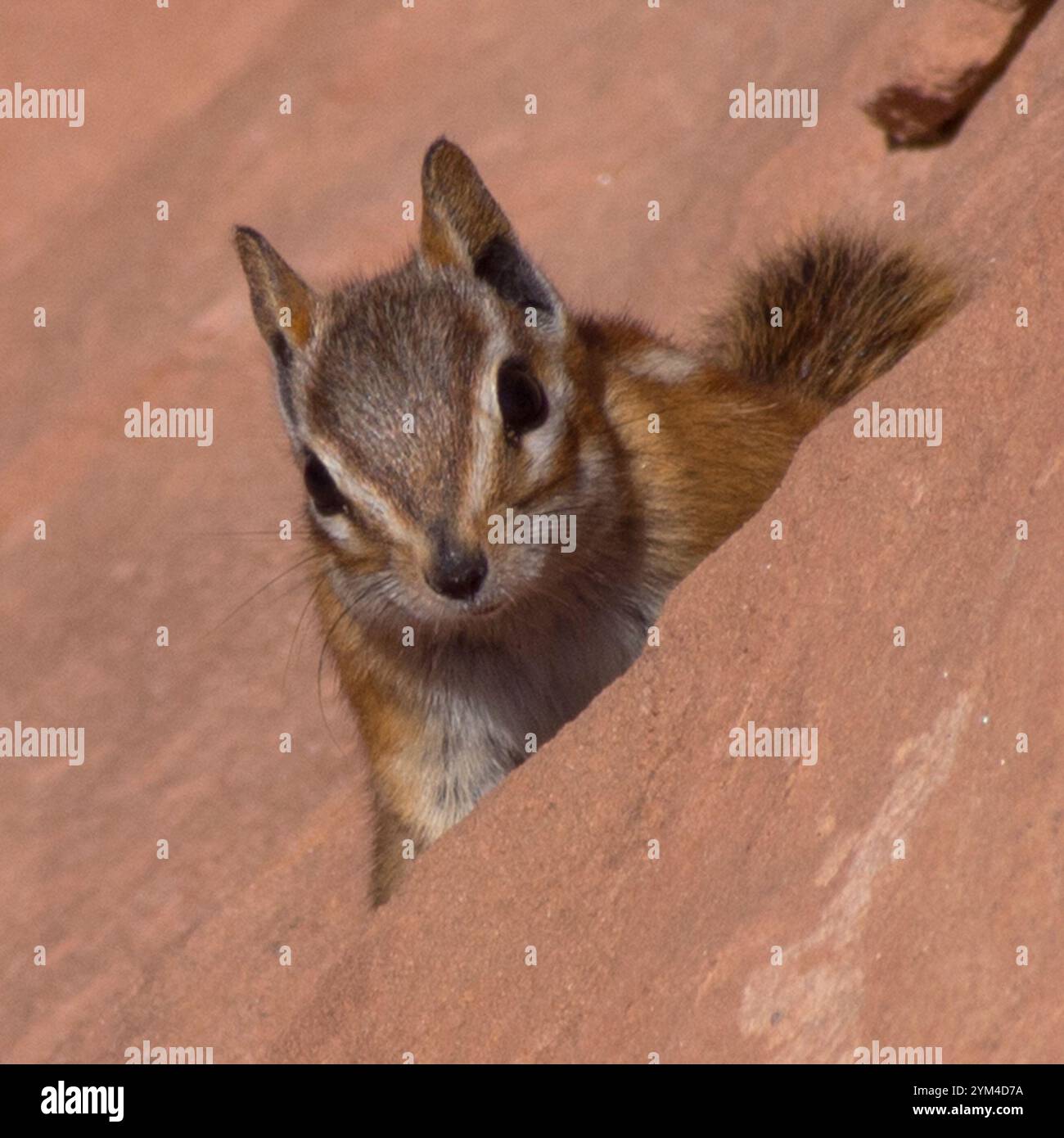 Western Chipmunks (Neotamias Stock Photo - Alamy
