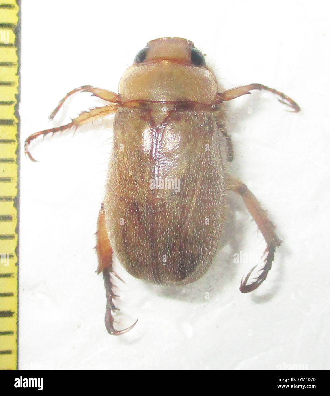 Shining Leaf Chafers (Rutelinae Stock Photo - Alamy