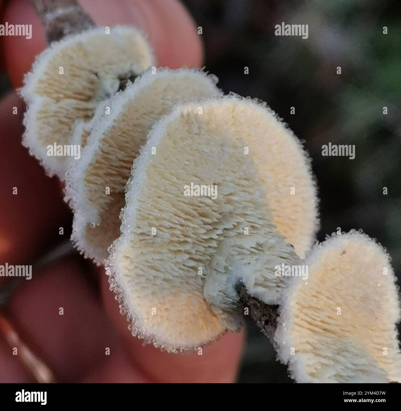 Milk-white Toothed Polypore (Irpex lacteus Stock Photo - Alamy