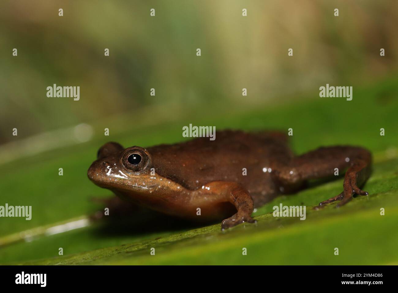 Micro Frog (Microbatrachella capensis Stock Photo - Alamy