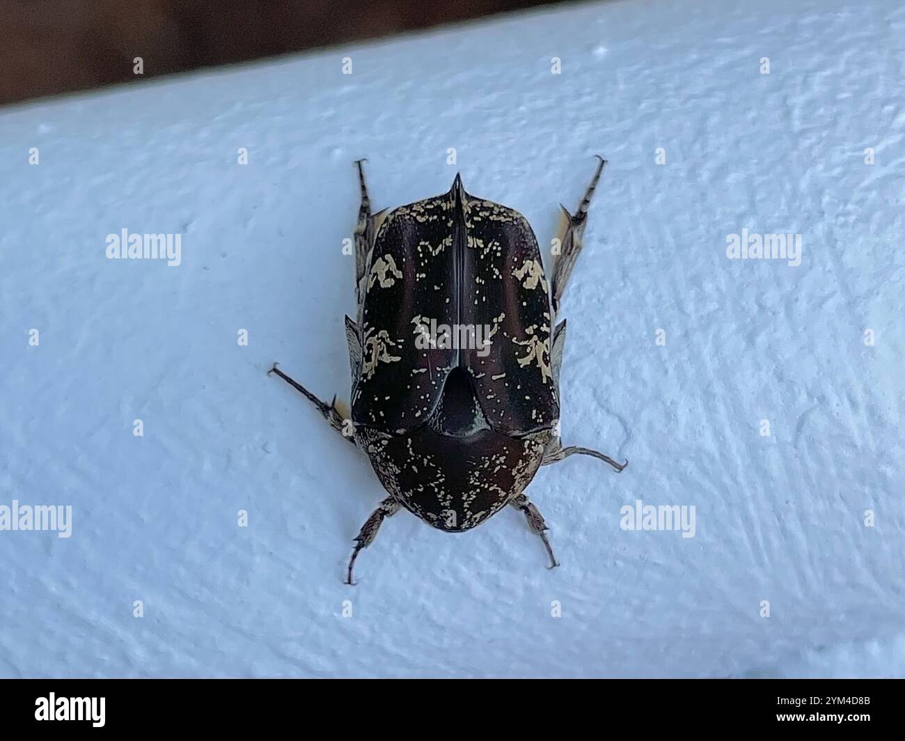 Mango Flower Beetle (Protaetia fusca Stock Photo - Alamy