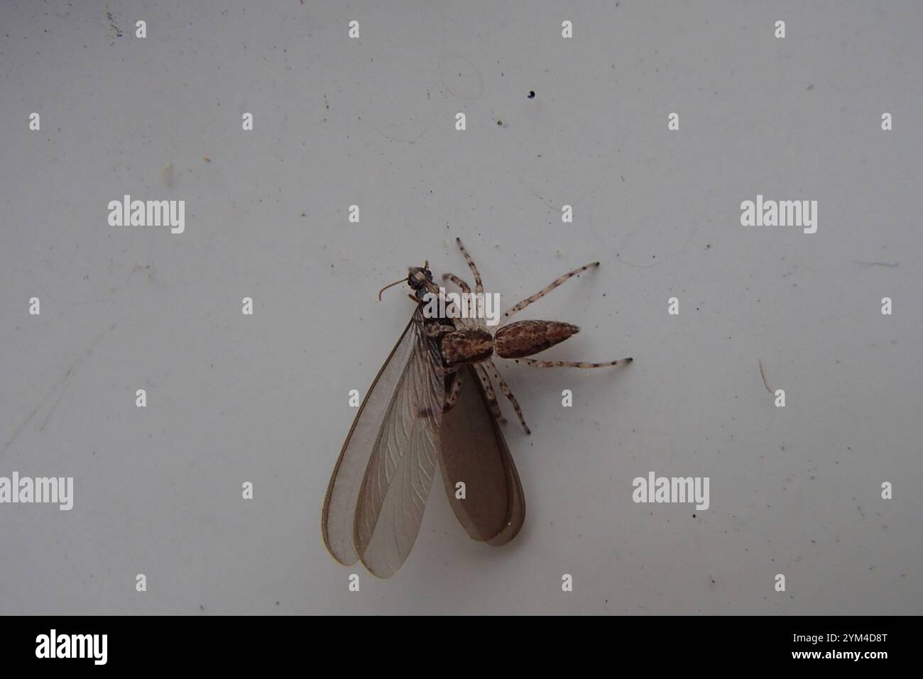 Milk Termite (Coptotermes lacteus Stock Photo - Alamy