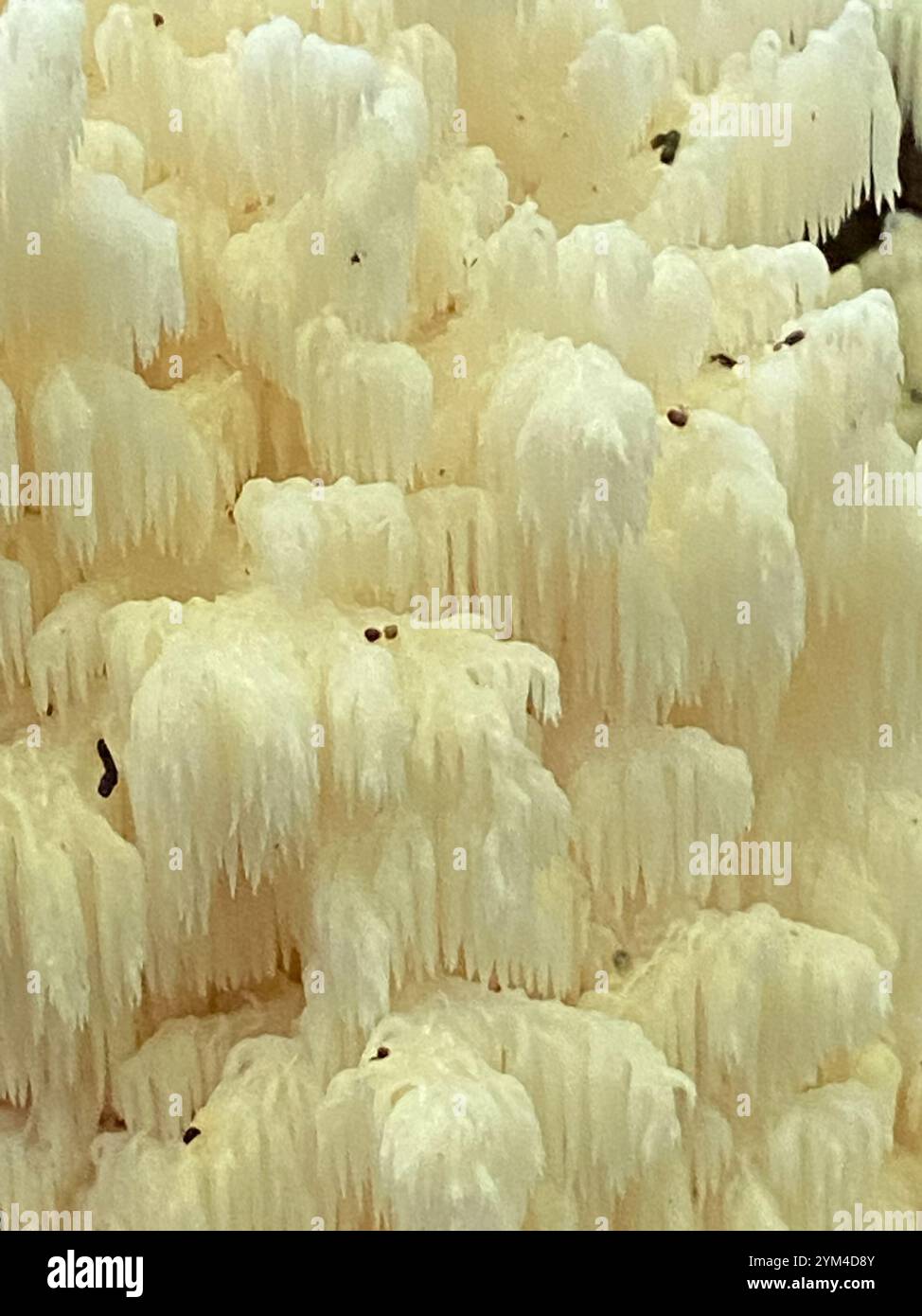 Coral tooth fungus (Hericium coralloides Stock Photo - Alamy
