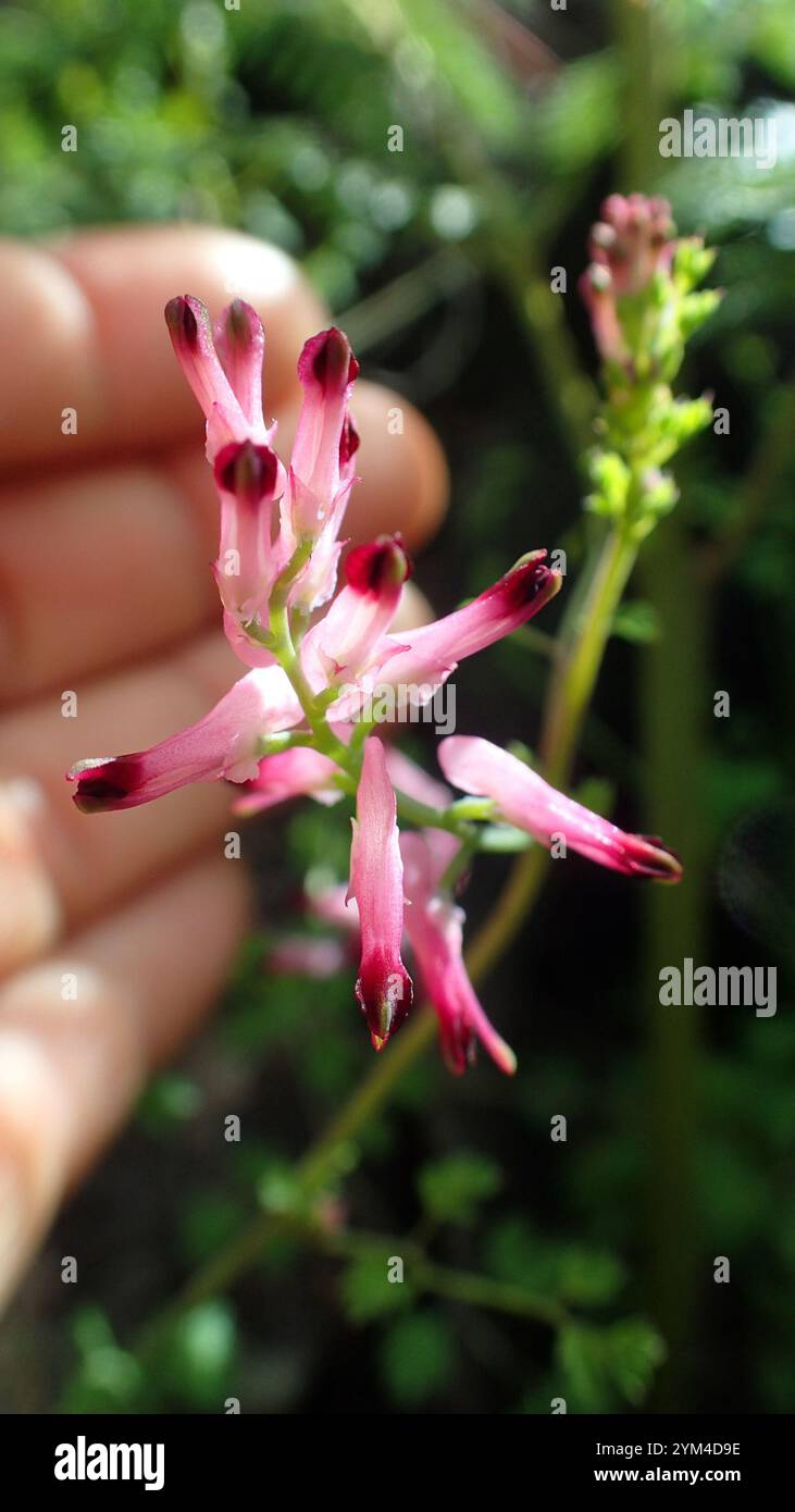 Fumaria muralis hi-res stock photography and images - Alamy