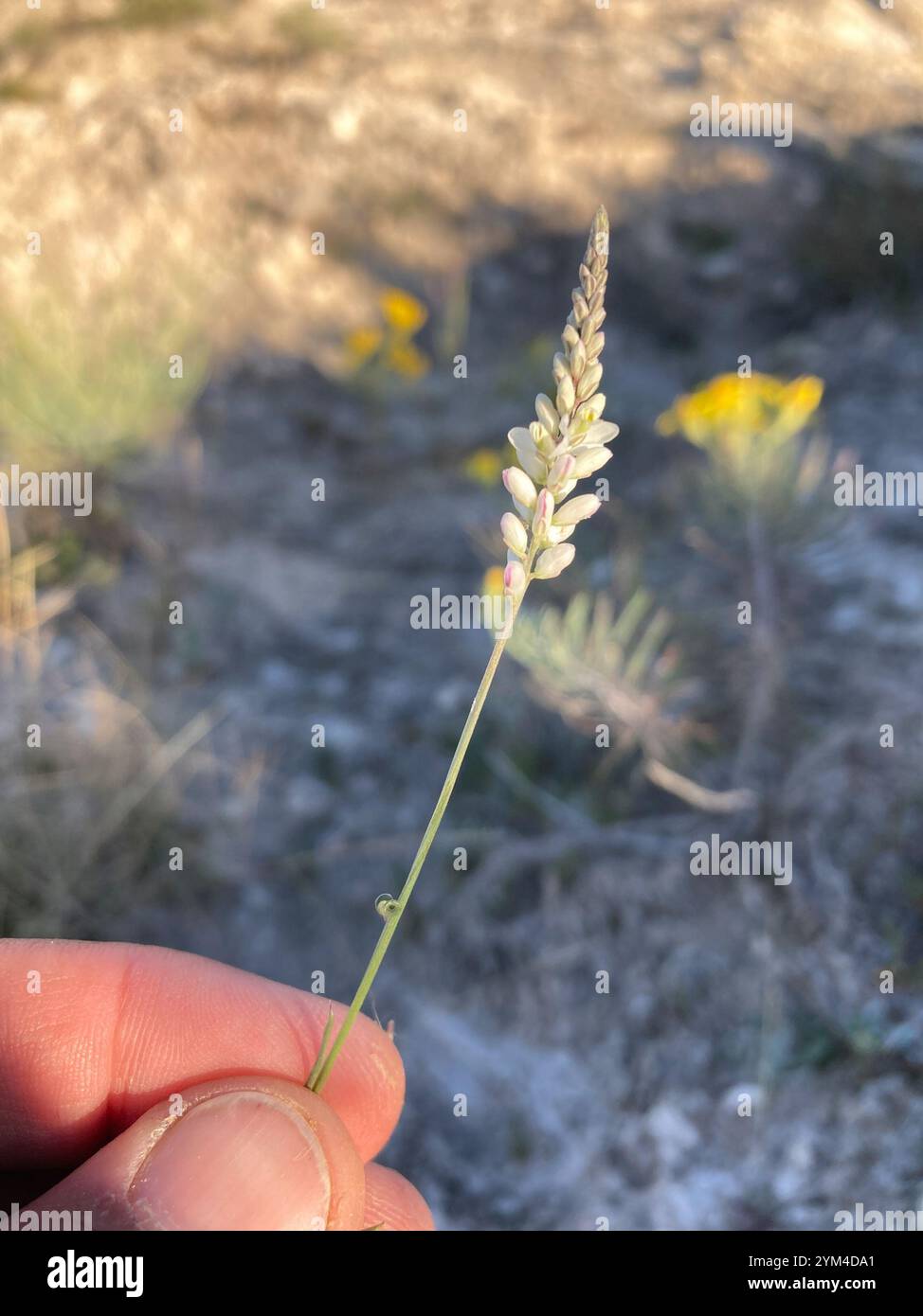 Polygala alba hi-res stock photography and images - Alamy