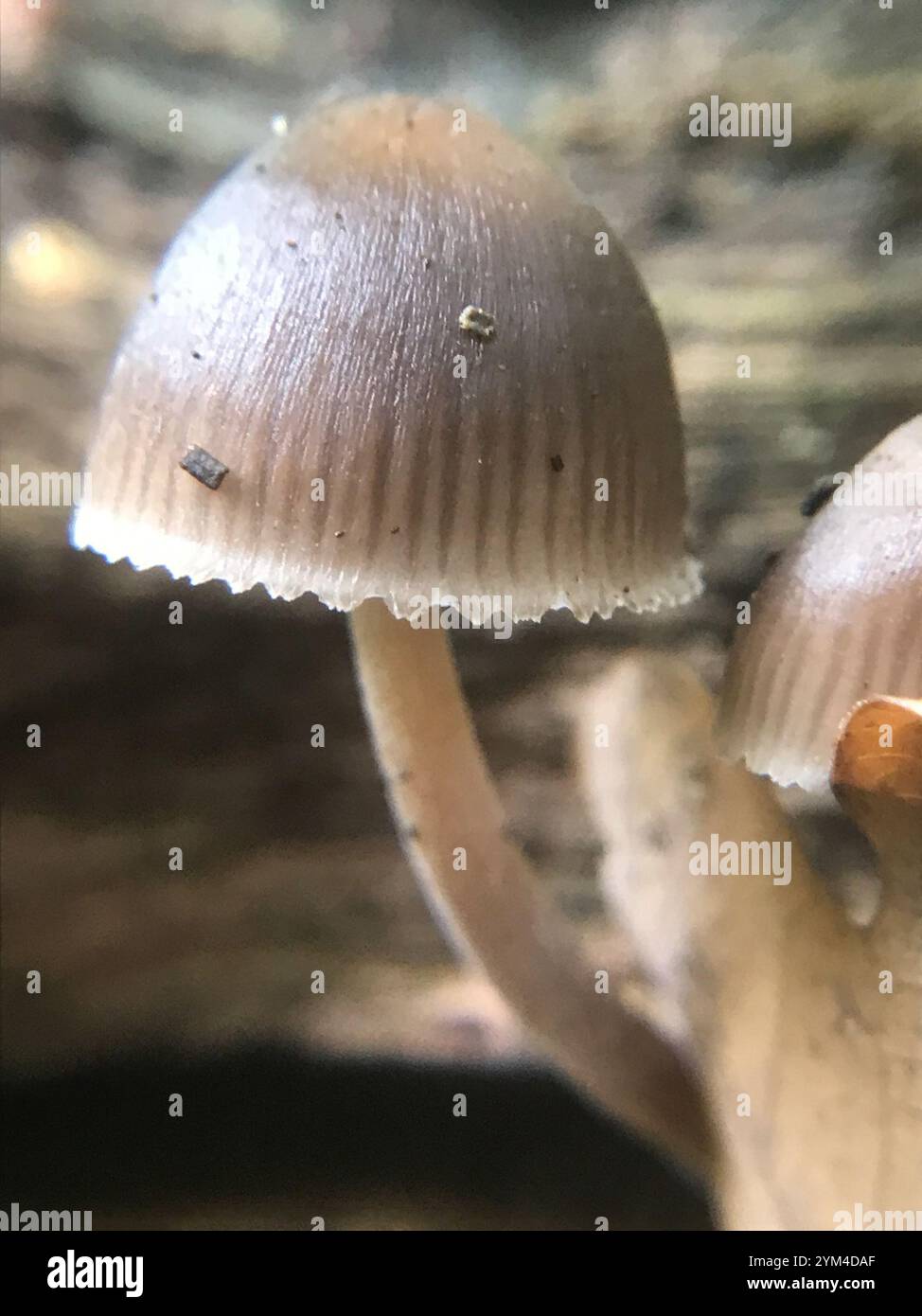 clustered bonnet (Mycena inclinata Stock Photo - Alamy