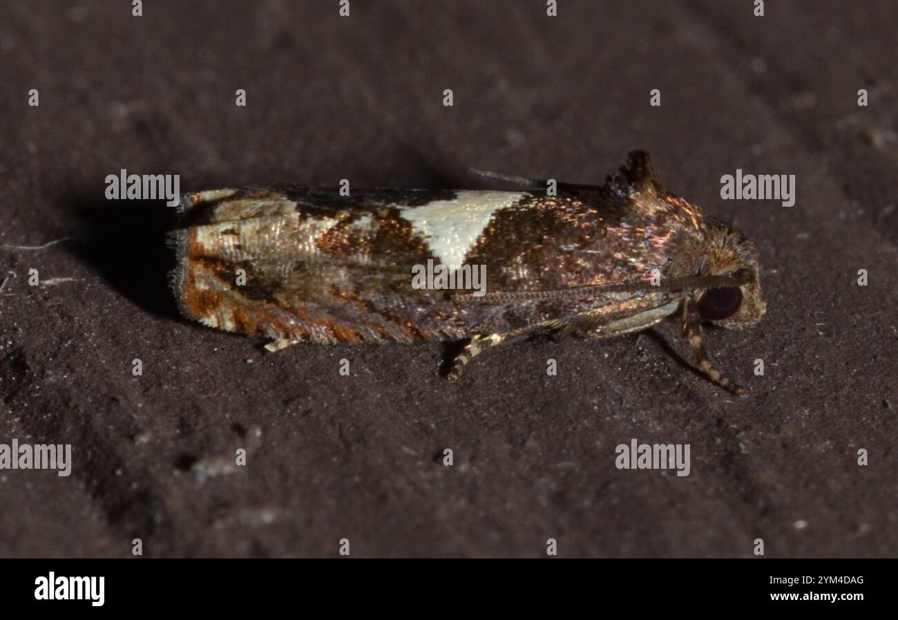 Bidens Borer Moth (Epiblema otiosana Stock Photo - Alamy