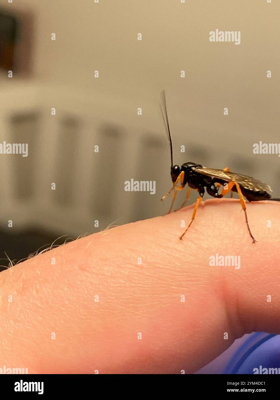 Black Slip Wasp (Pimpla rufipes Stock Photo - Alamy