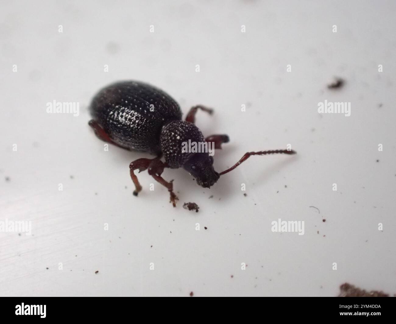 Strawberry Root Weevil (Otiorhynchus ovatus Stock Photo - Alamy