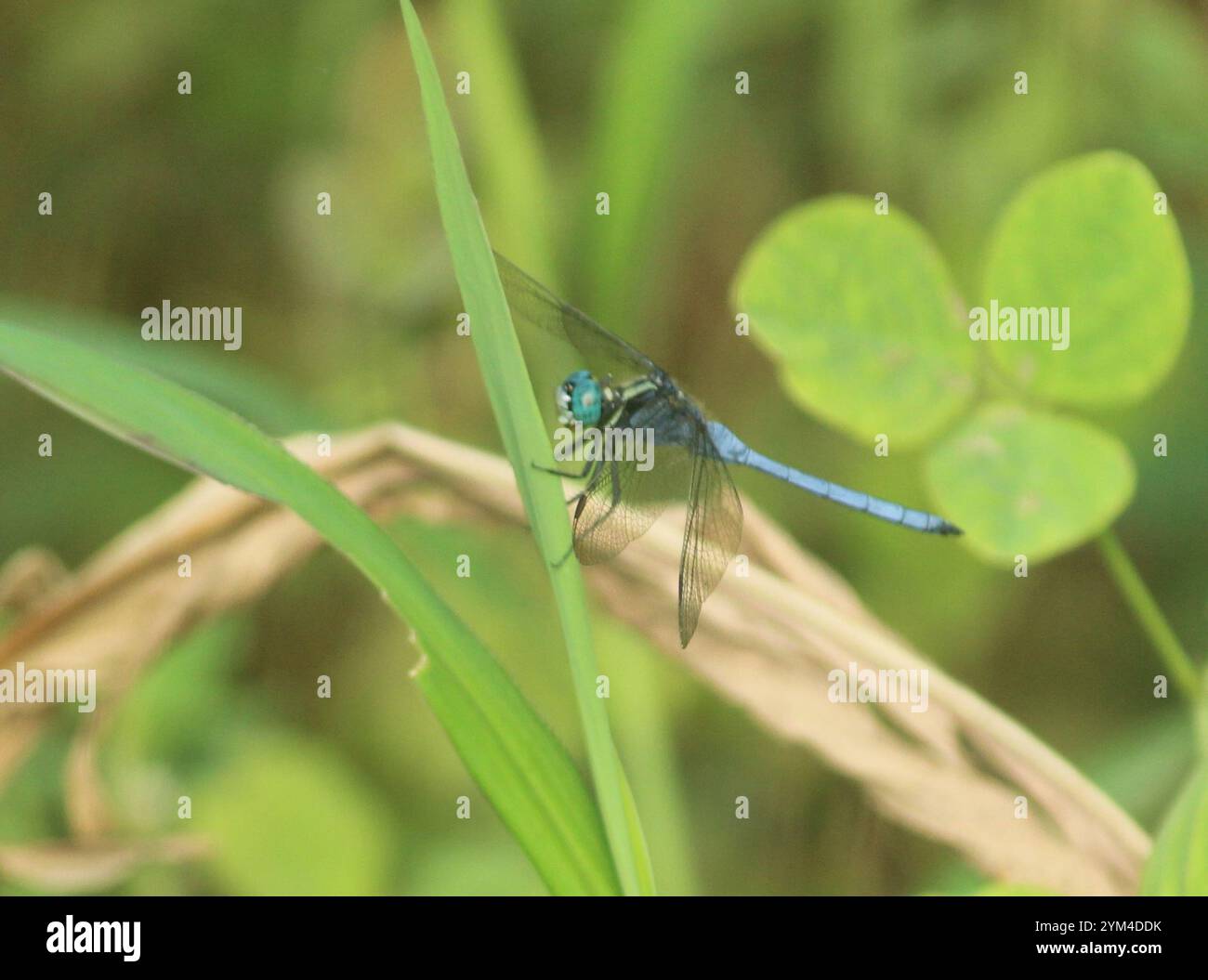 Slender Blue Skimmer (Orthetrum luzonicum Stock Photo - Alamy