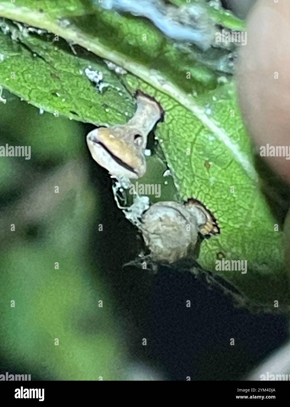 Live Oak Apple Gall Wasp (Amphibolips quercuspomiformis Stock Photo - Alamy