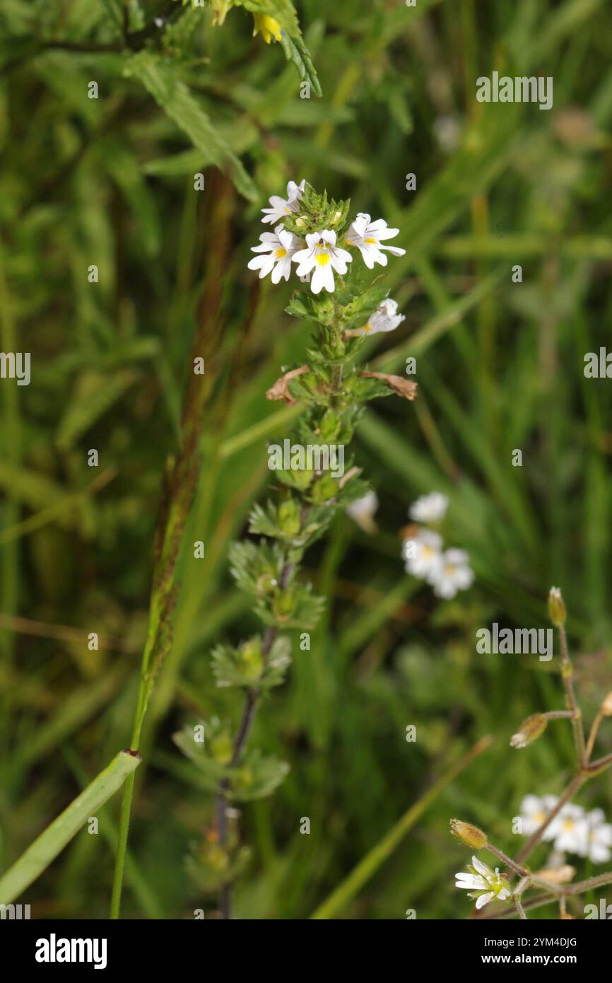 Common Eyebright (Euphrasia nemorosa Stock Photo - Alamy