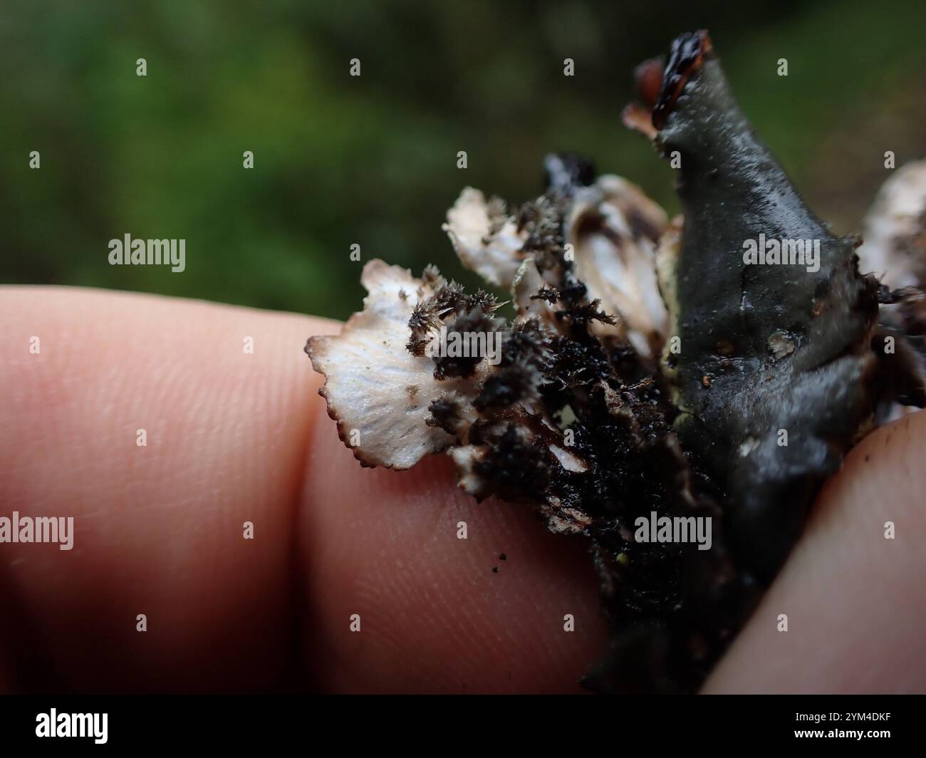 tree pelt lichen (Peltigera collina Stock Photo - Alamy