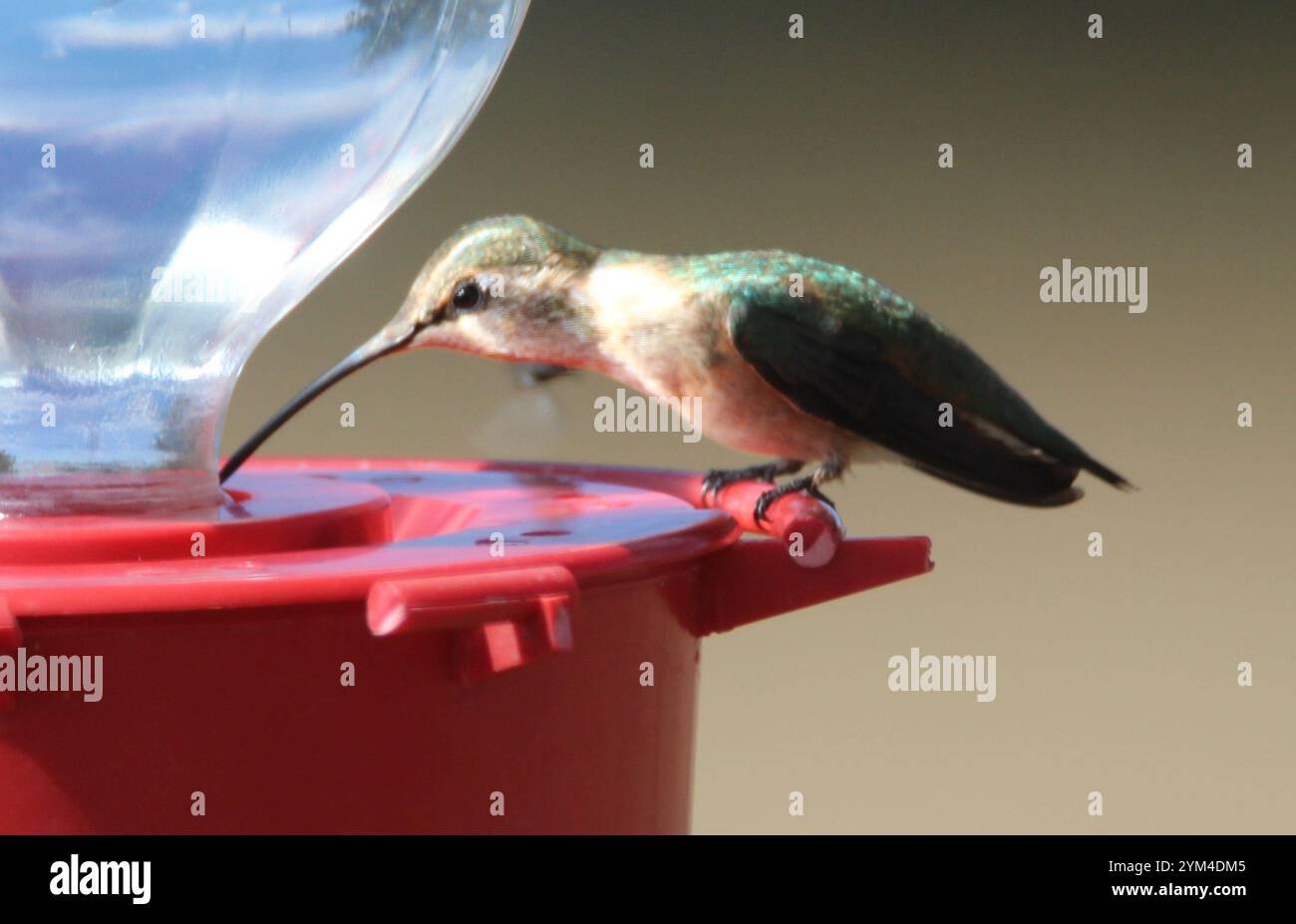 Lucifer Hummingbird (Calothorax lucifer Stock Photo - Alamy