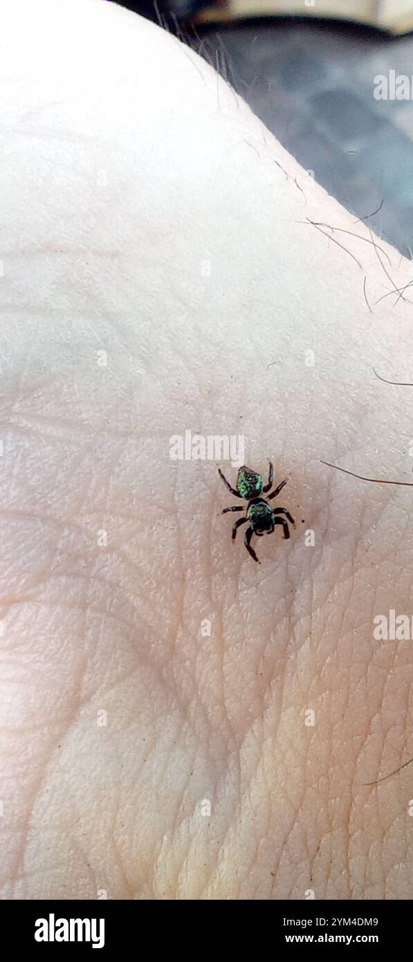 Leaf-beetle Jumping Spiders (Sassacus Stock Photo - Alamy