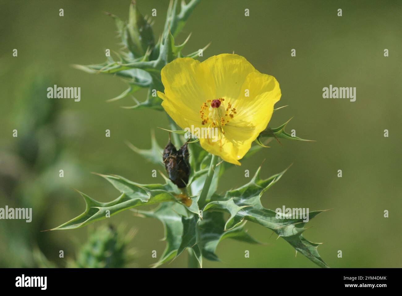 Mexican prickly poppy (Argemone mexicana Stock Photo - Alamy