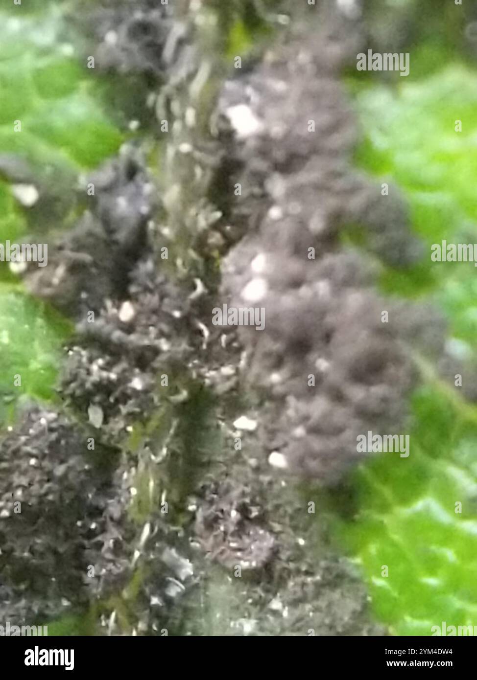 rust fungi (Pucciniales Stock Photo - Alamy