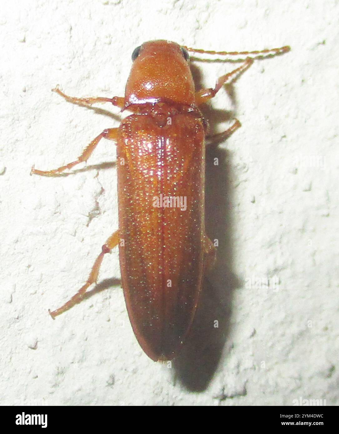 Click Beetles (Elateridae Stock Photo - Alamy