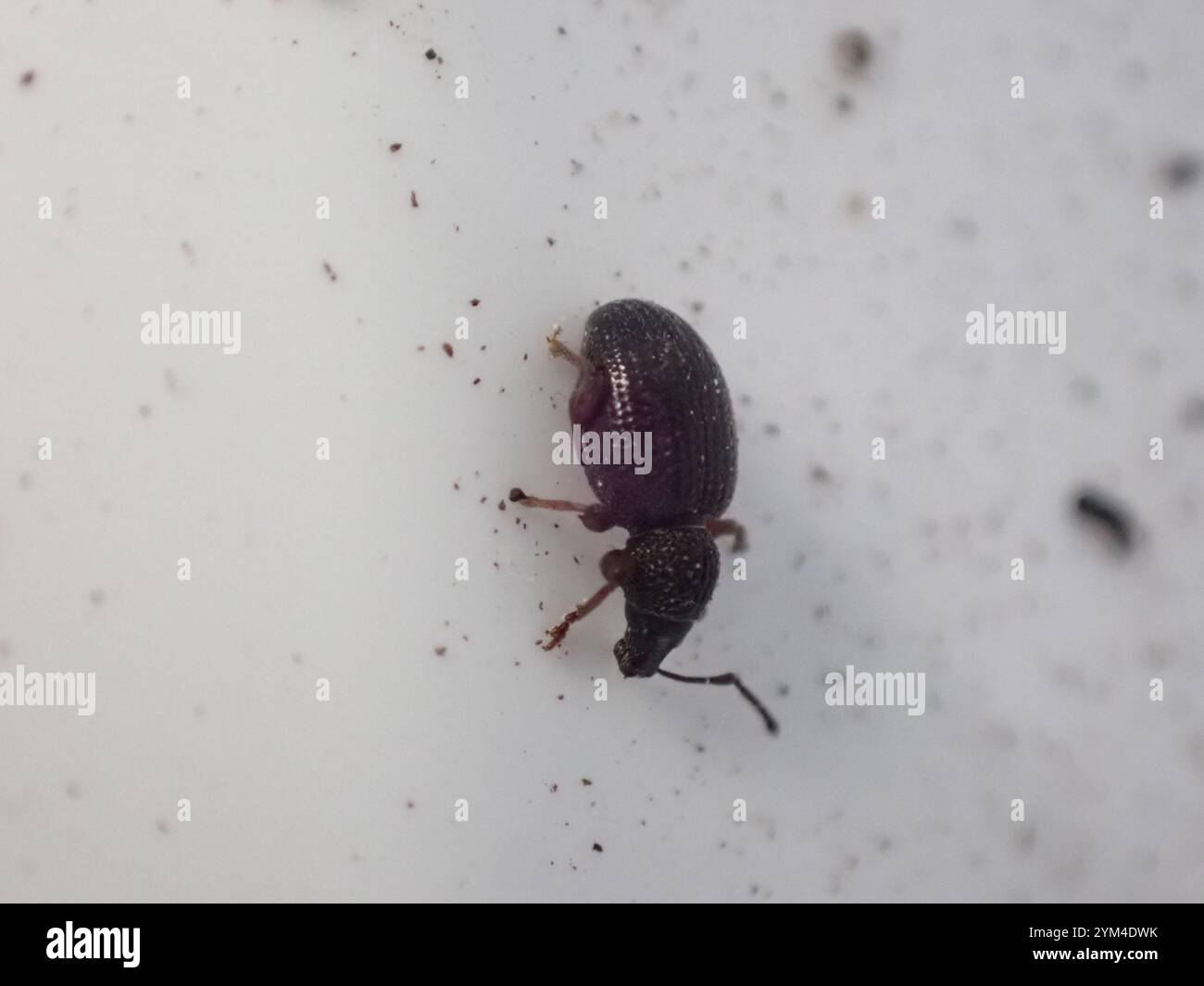 Strawberry Root Weevil (Otiorhynchus ovatus Stock Photo - Alamy
