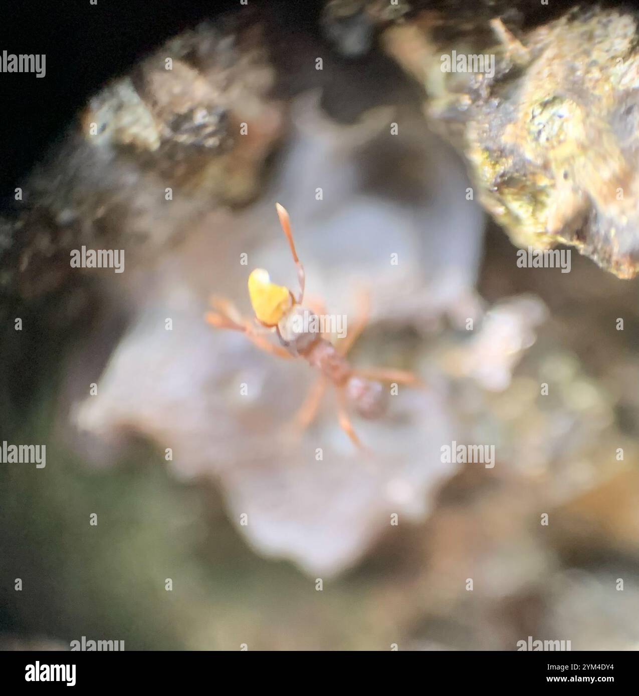 Fungus farming ant hi-res stock photography and images - Alamy