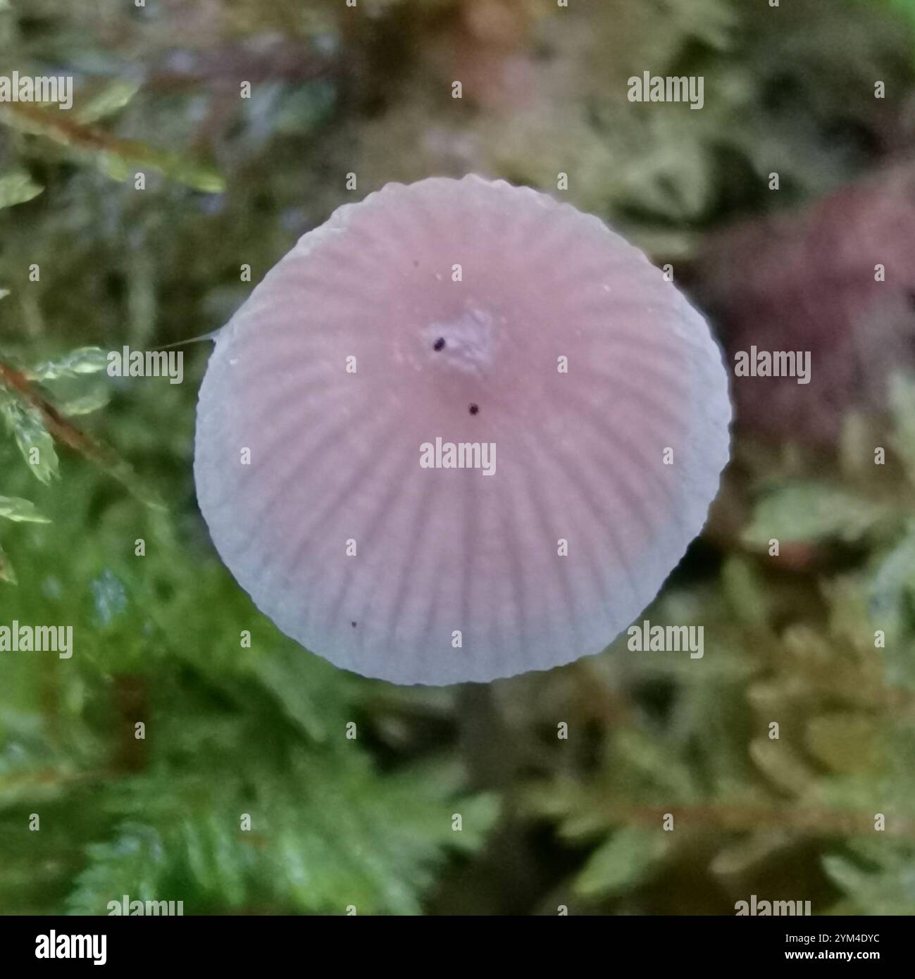 common bonnet (Mycena galericulata Stock Photo - Alamy