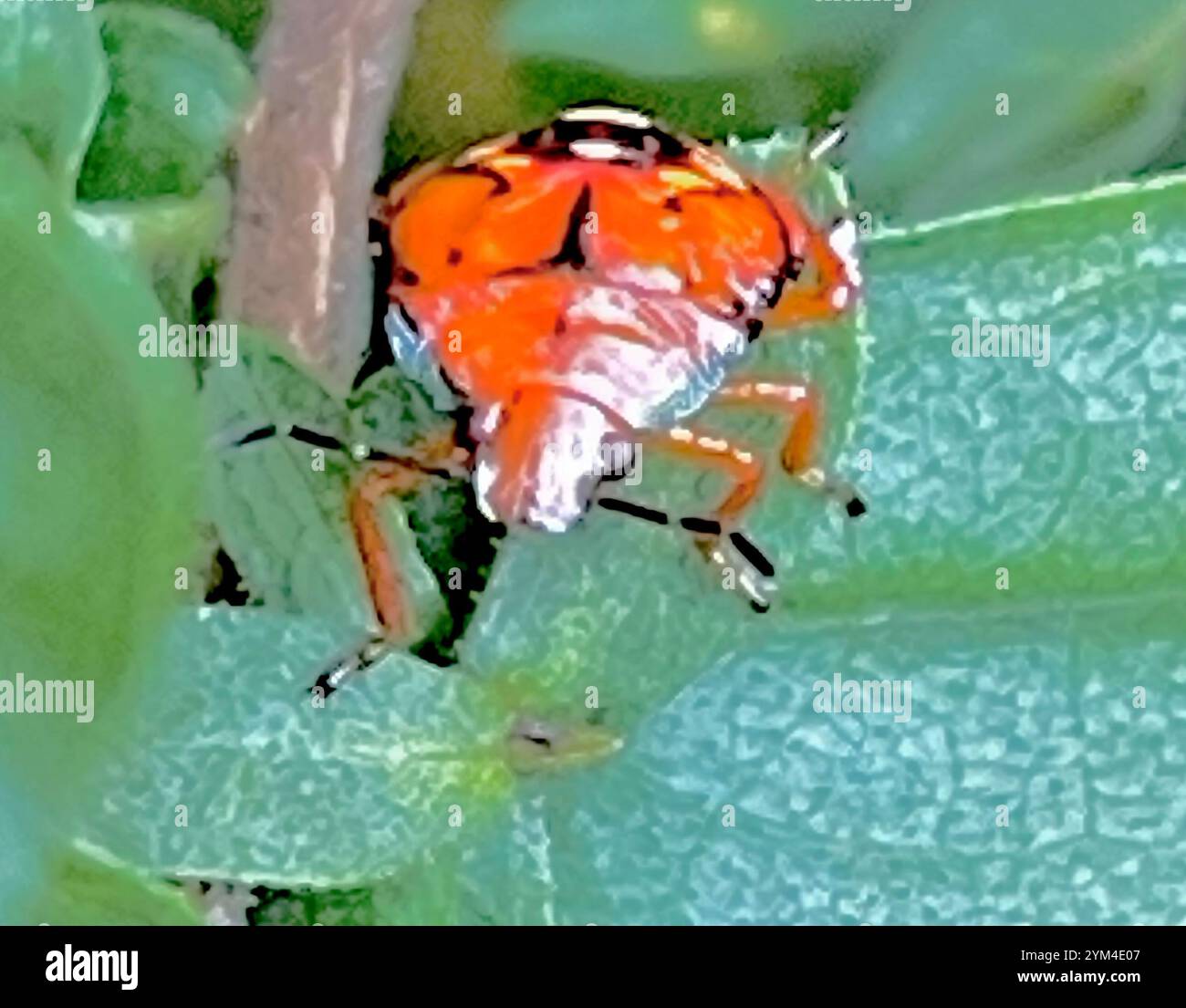 Spined Soldier Bug (Podisus maculiventris Stock Photo - Alamy