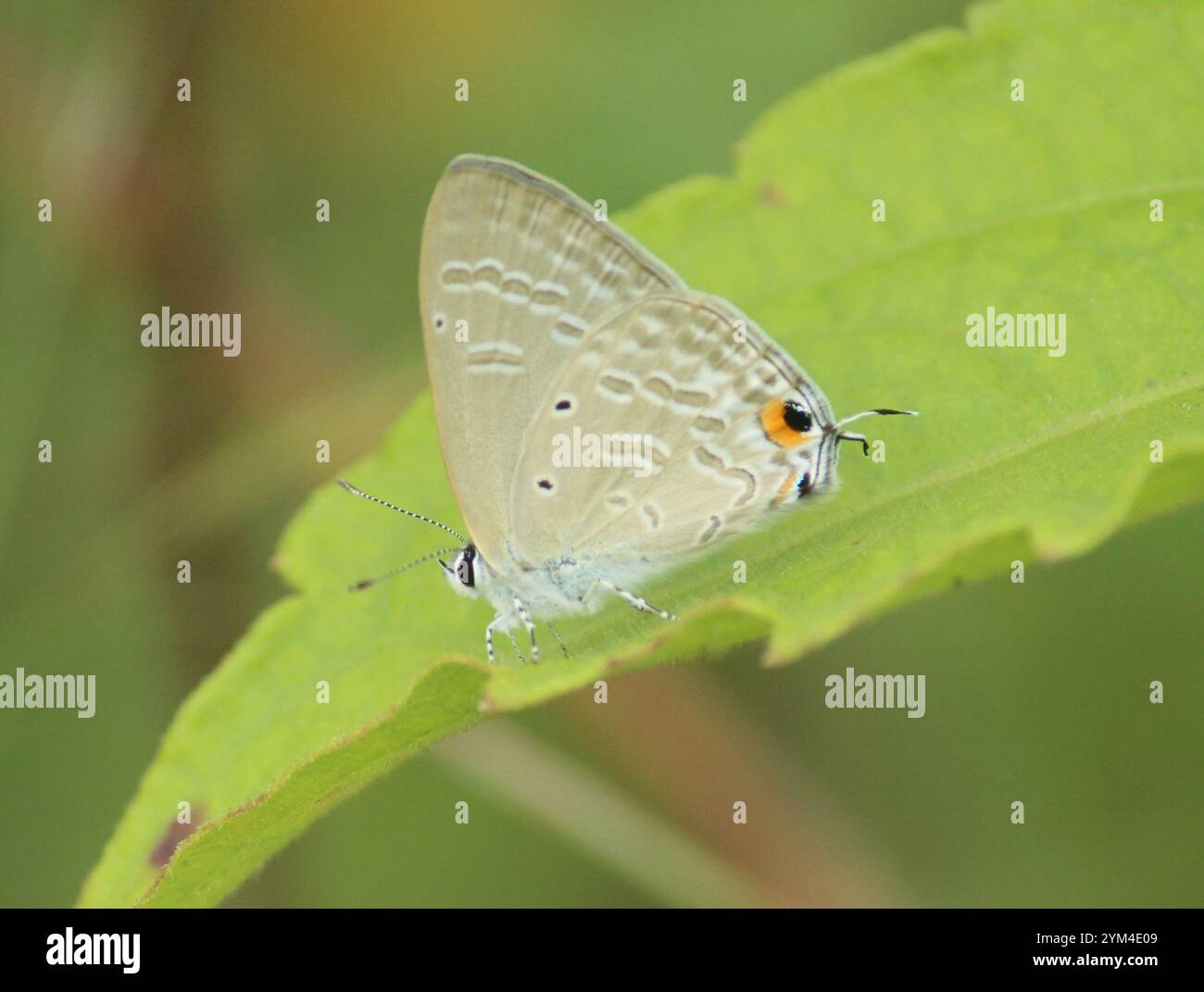 Forget-me-not (Catochrysops strabo Stock Photo - Alamy